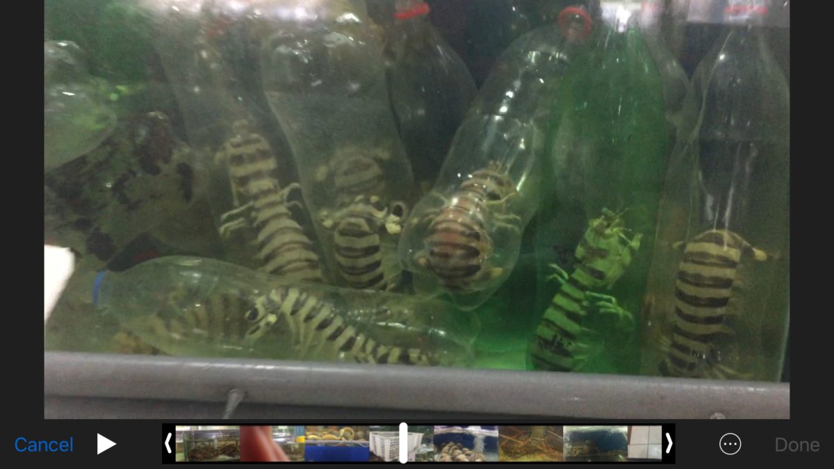 Borneo – primates, bugs and baby turtles!! – Have Daughter Will Wander